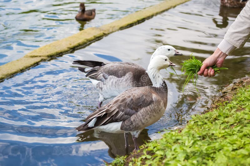 A Pair of Geese Eating Grass from the Hand of a Man. Stock Image ...
