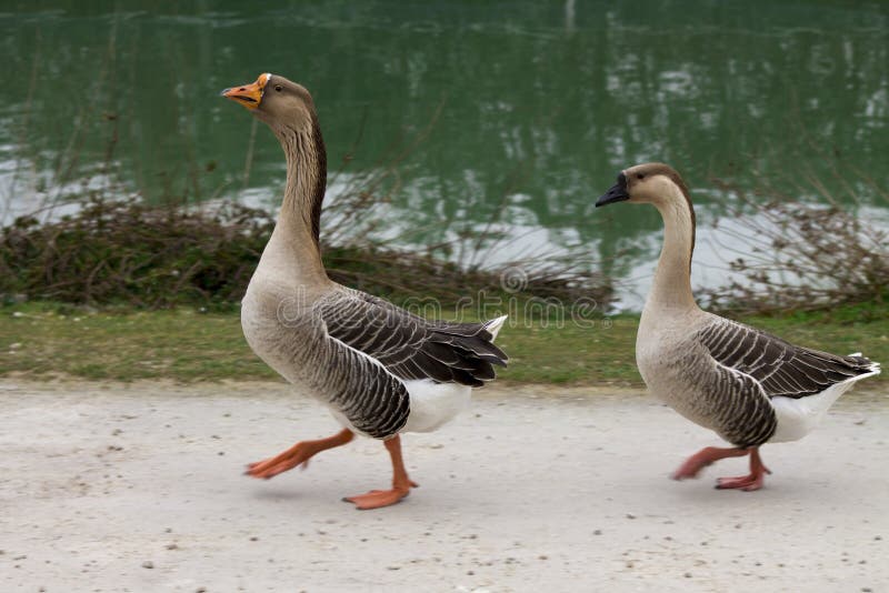 Pair of geese stock image. Image of bird, grazing, pasture - 85208513