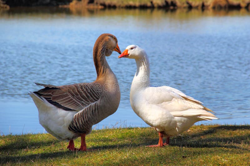 A Pair of Geese Flying Together. Stock Photo - Image of greylag, close ...
