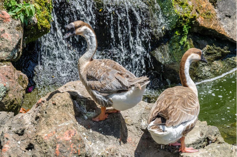 A Pair of Geese Flying Together. Stock Photo - Image of greylag, close ...