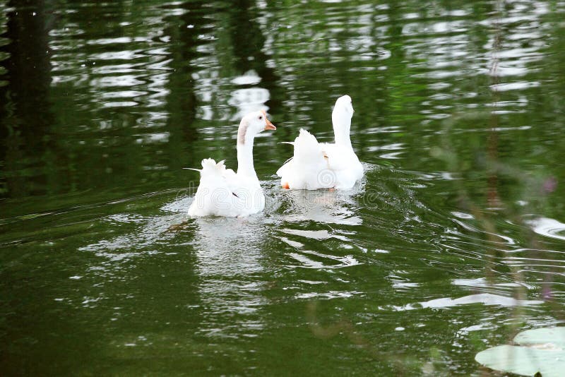 A Pair of Geese Swimming in the Water. Stock Image - Image of ripples ...