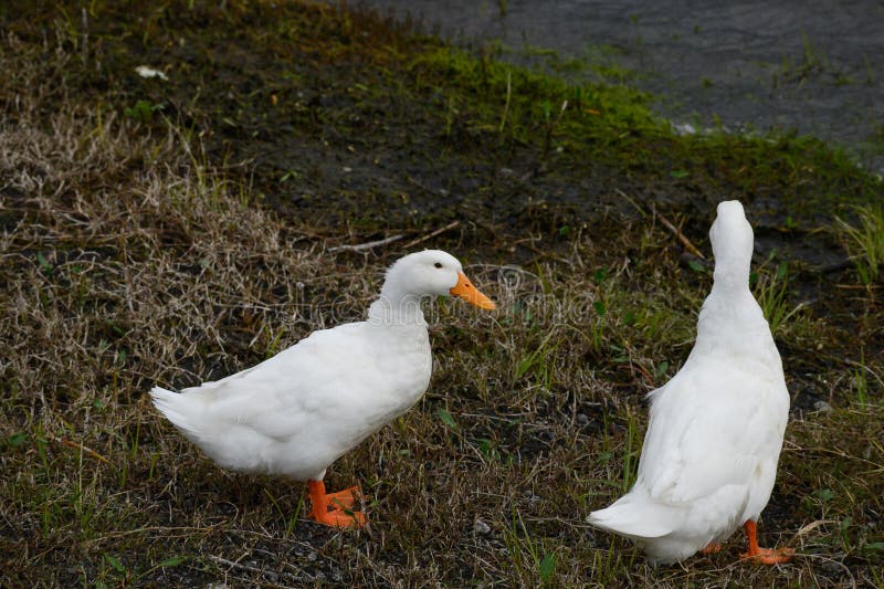 Pair of Geese on the Lake Shore. Stock Image - Image of goose, beak ...