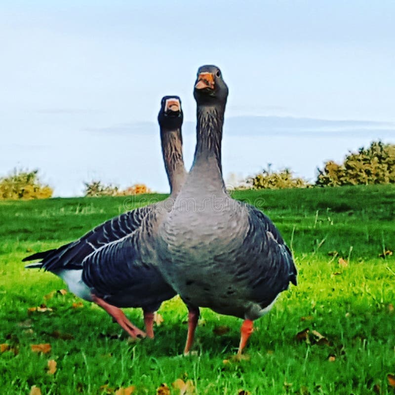 Pair of geese stock photo. Image of birds, grass, wildlife - 80914544