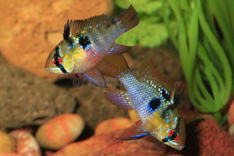 Betta Splendens stock photo. Image of fish, splendens - 1645204