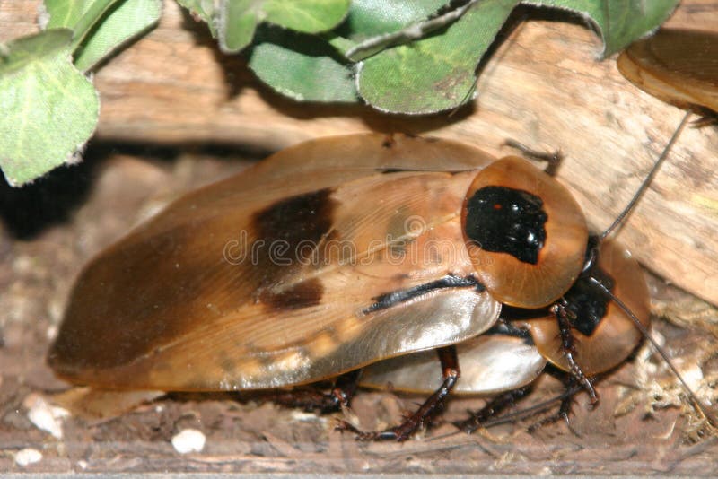 A Pair of Giant Jungle Cockroaches Mating Stock Photo - Image of couple ...