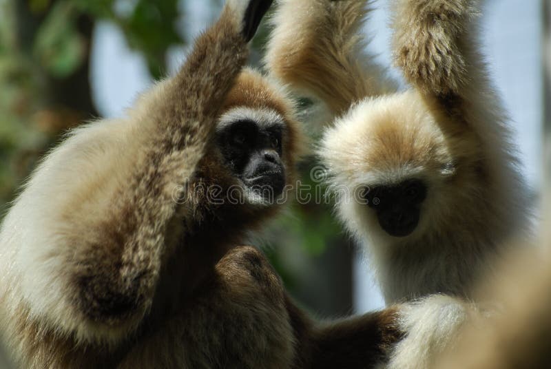 Pair of Gibbons stock image. Image of hylobatidae, animal - 127695937
