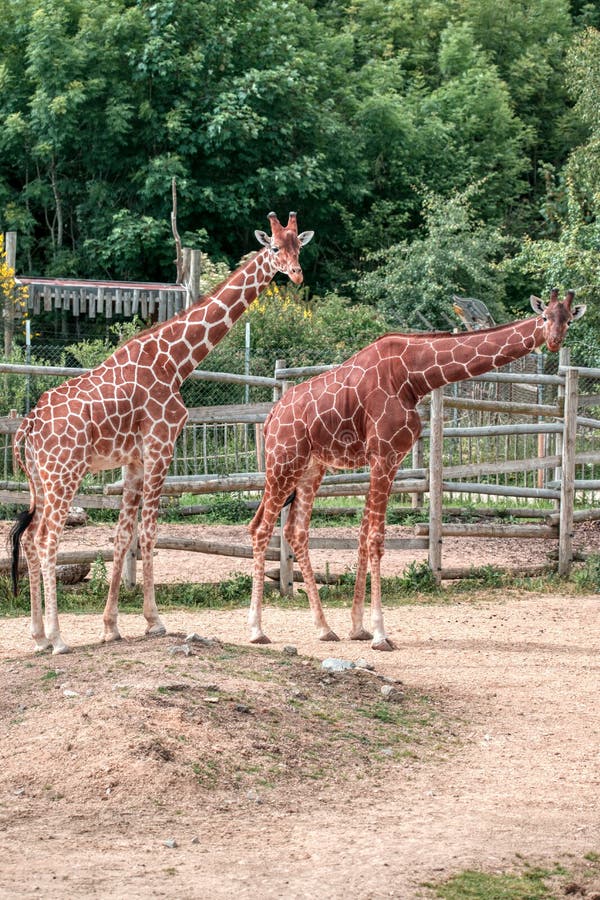 Wild Place Project, Bristol Stock Image - Image of animal, giraffes ...