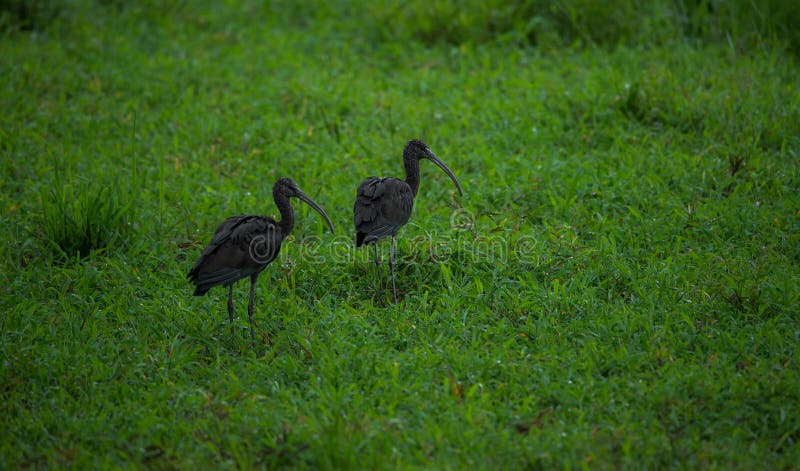 Pair of Glossy Ibises stock photo. Image of plegadis - 99942692