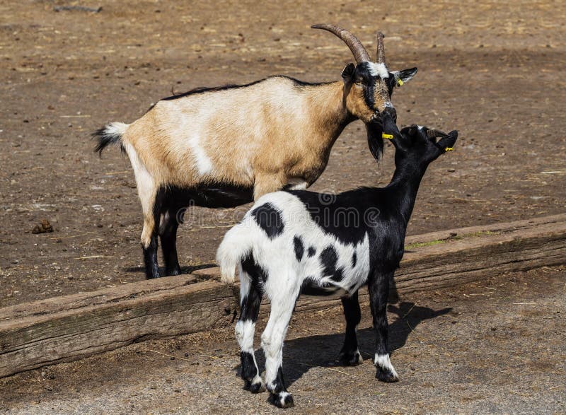 Pair of Goats stock photo. Image of grazing, outdoors - 147986650