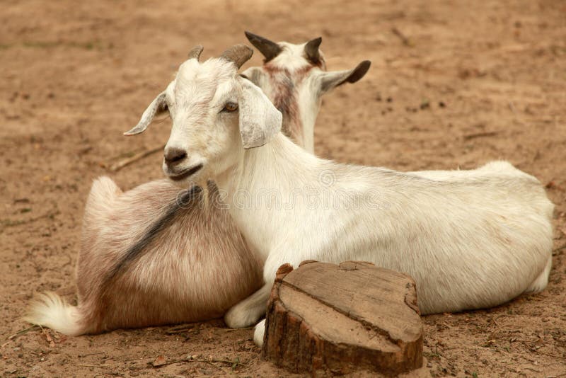 Pair of Goats stock photo. Image of grazing, outdoors - 147986650
