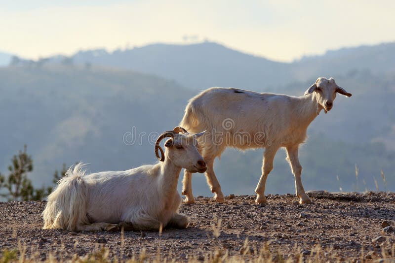 Pair of Goats stock photo. Image of grazing, outdoors - 147986650