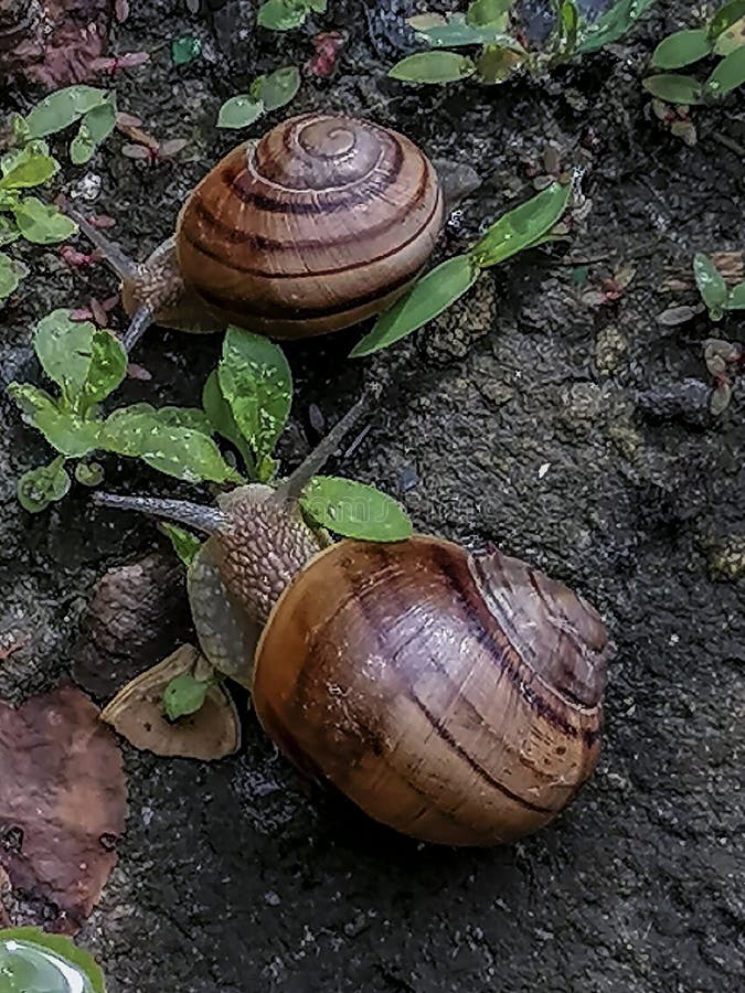 A pair of grape snails stock photo. Image of land, glaciers - 222280096