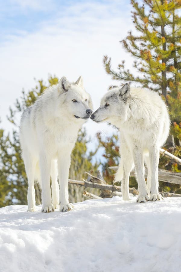 A Pair of Gray Wolves stock image. Image of canada, timber - 7451351