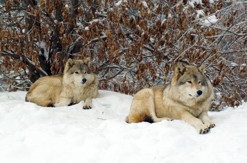 Wolves Stock Photos - Download 6,803 Royalty Free Photos