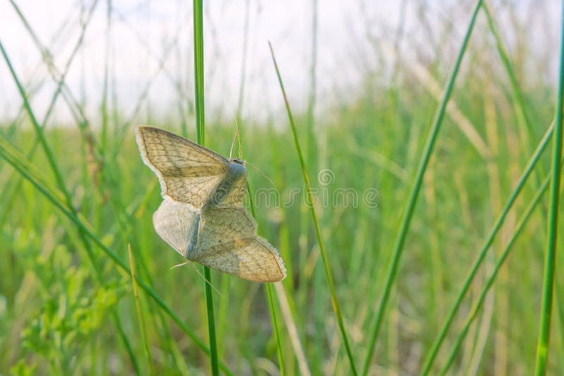 Mating moth stock image. Image of grey, insects, pairing - 271863335