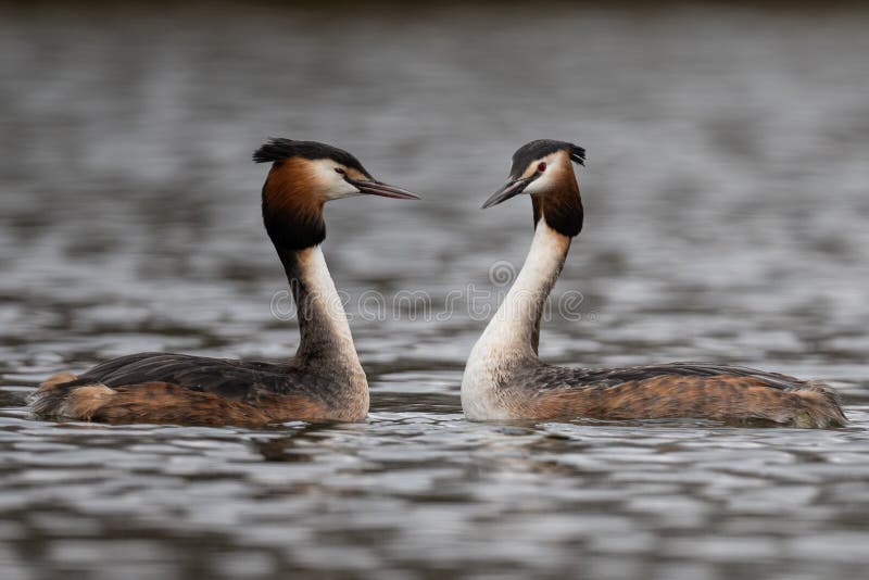 Pair of Great Crested Grebes Courting Stock Photo - Image of grebe ...
