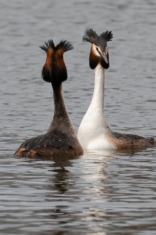 Pair of Great Crested Grebes with Raised Head Plumes Raised in ...
