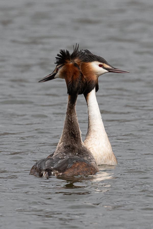 Pair of Great Crested Grebes with Raised Head Plumes Stock Image ...