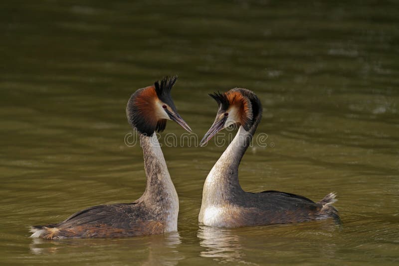 Pair of Great Crested Grebes Swimming in a Lake. Stock Image - Image of ...
