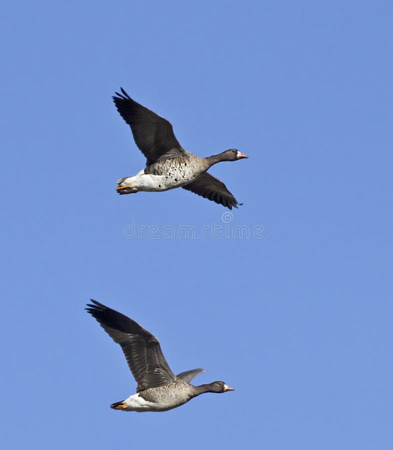 Pair Of Greater White-fronted Geese Flying Stock Image - Image of geese ...