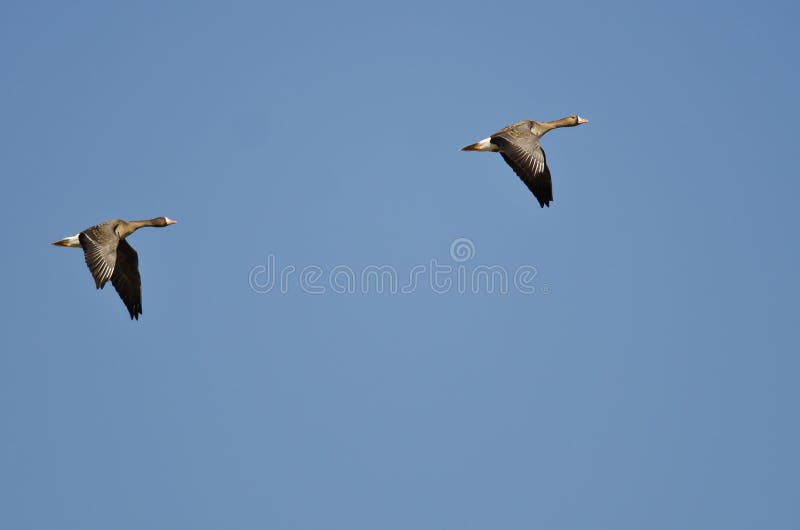 Pair of Greater White-Fronted Geese Flying in a Blue Sky Stock Photo ...