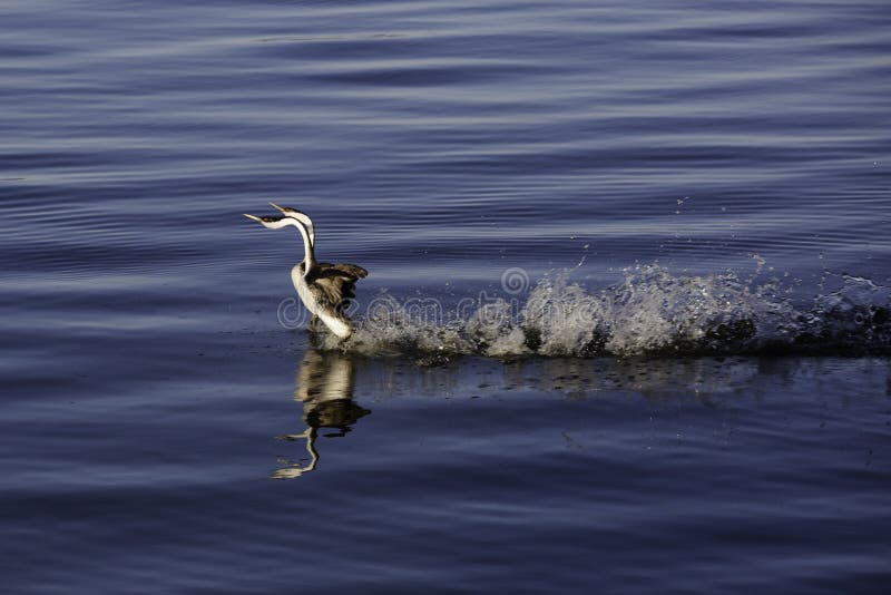 Grebe Mating Display stock image. Image of mating, grebe - 231504059