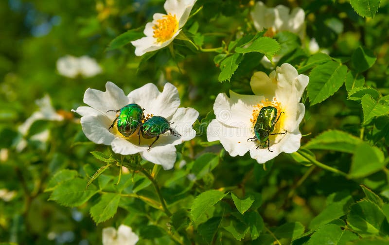 Pair of Green Bug Sit on Wild Rose Stock Photo - Image of pair, floral ...
