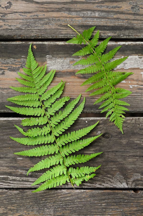 Pair of Green Fern Branches on Old Wooden Table Stock Image - Image of ...