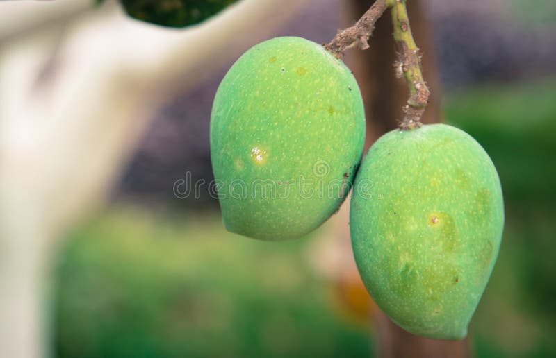 A Pair of green Mangoes stock image. Image of branch - 124332417
