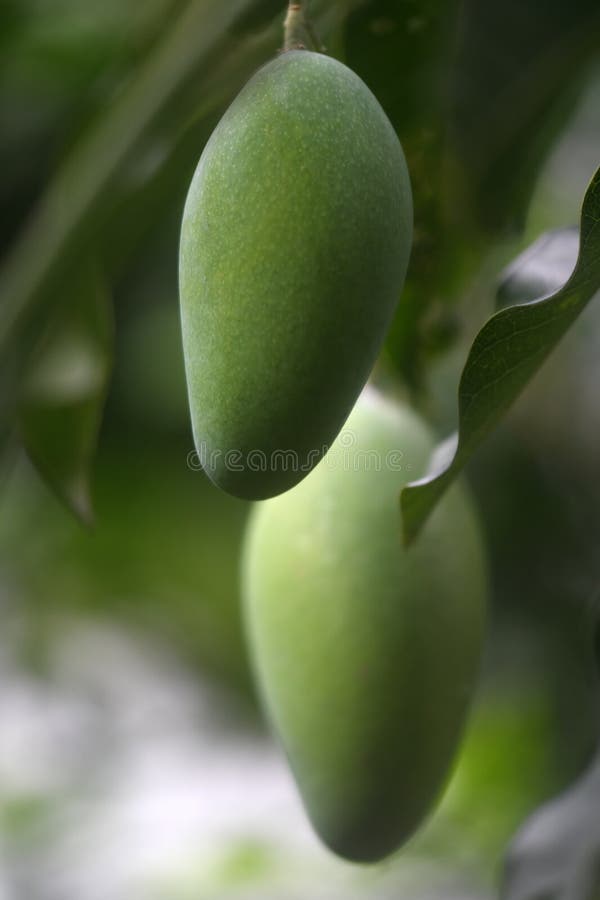 Mango stock image. Image of health, mango, harvest, pair - 333325293