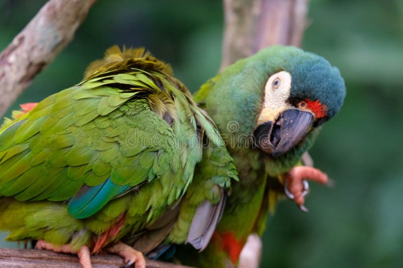 A Pair of Green Parrots. Brazil Stock Image - Image of bird, bright ...