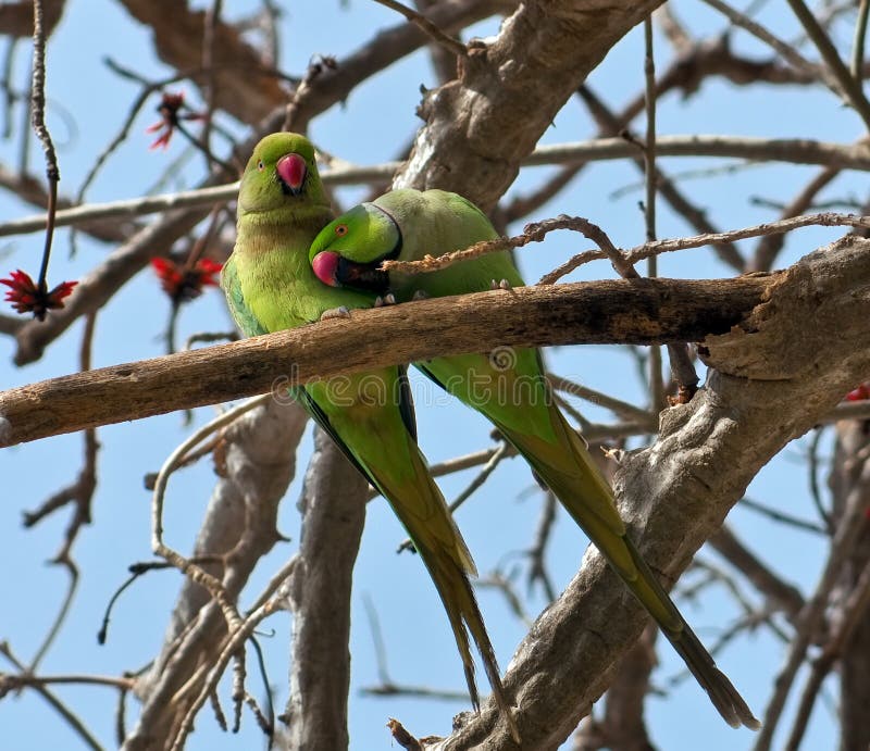 Pair of parrots stock photo. Image of bond, light, couple - 502360