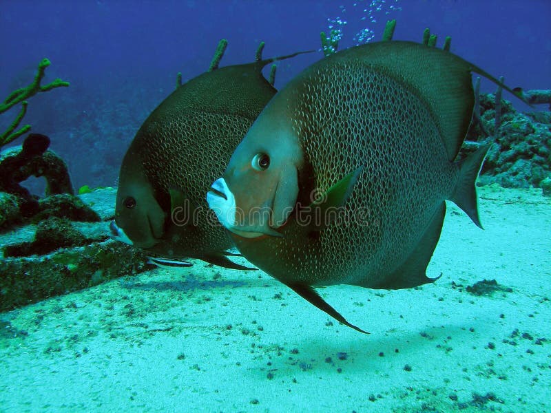 Pair of Grey Angel Fish, Sunset Reef, Grand Cayman Stock Image - Image ...