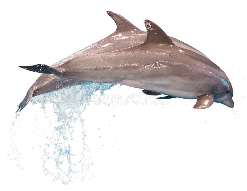 Grey dolphins isolated stock image. Image of enjoying - 235948867
