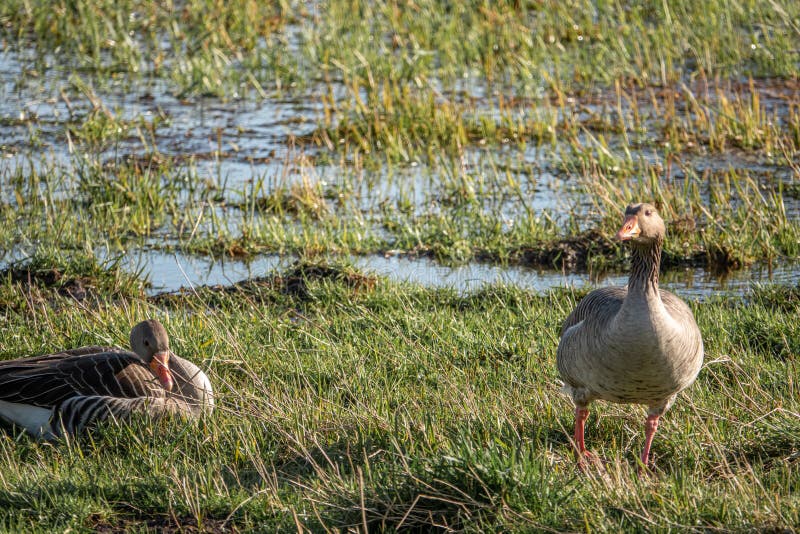 Pair of Grey Geese Stands on a Green Meadow in Spring Stock Photo ...