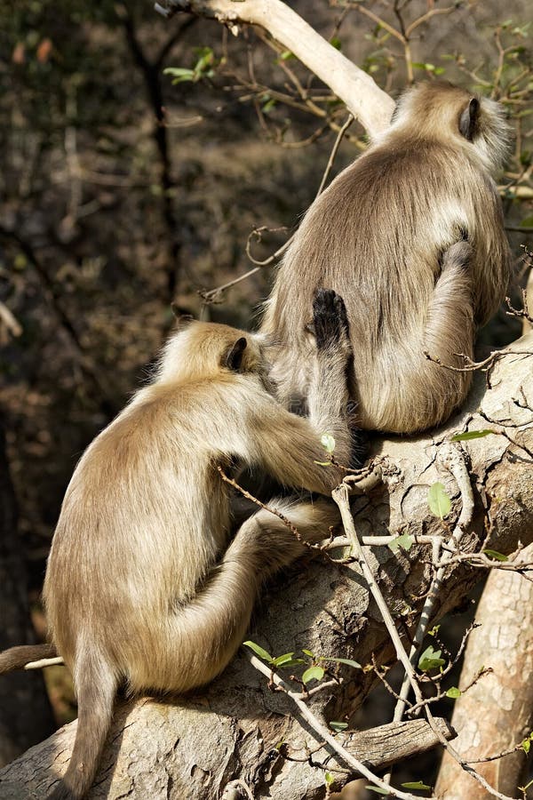 Grooming Triangle Stock Photos - Free & Royalty-Free Stock Photos from ...