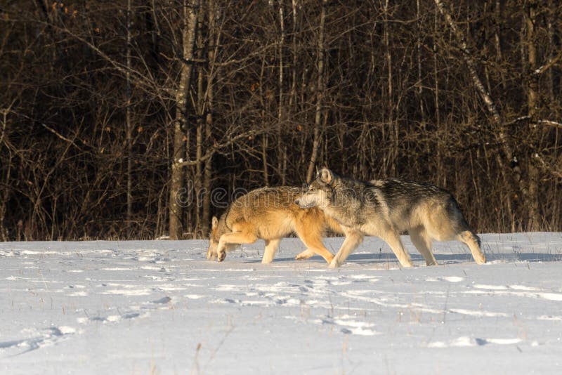 Pair of Grey Wolves Canis Lupus Move Left Across Field Stock Photo ...