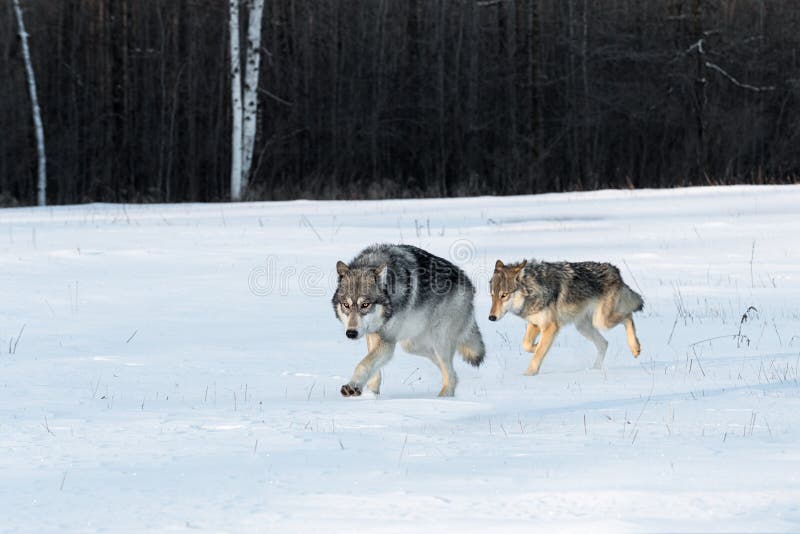 Pair of Grey Wolves Canis Lupus Run Together in Field Stock Photo ...