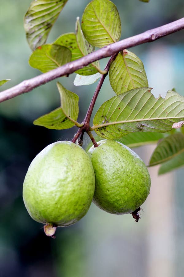 A pair of guava stock photo. Image of fertiliser, garden - 8294130