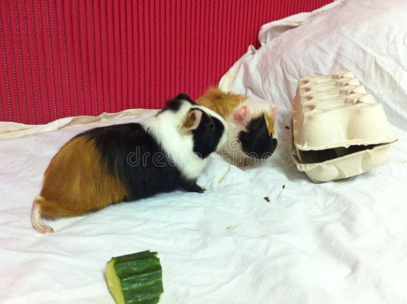 Pair of guineapigs stock photo. Image of play, animal - 48495198