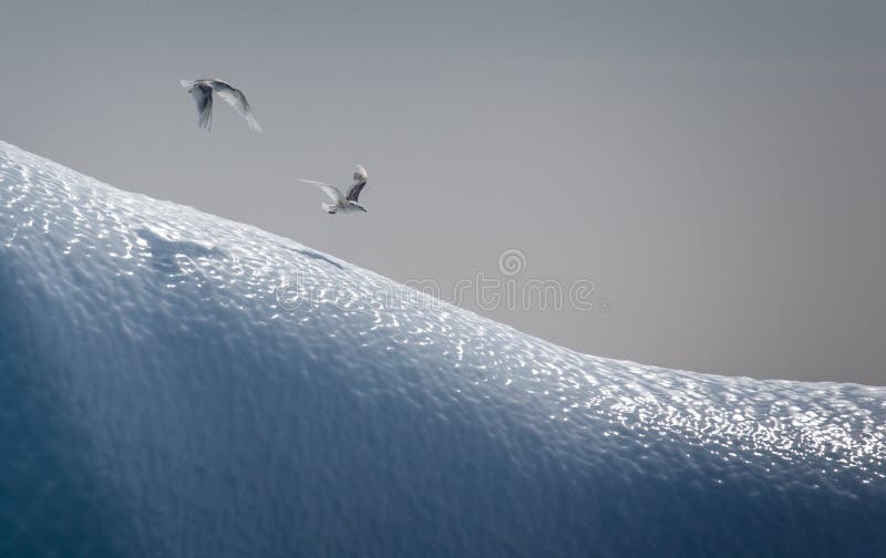 Pair of Gulls Flying Low Over Iceberg with Shadows on the Ice Stock ...