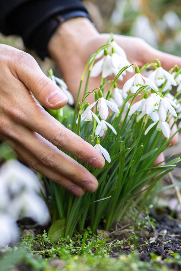 A Pair of Hands Gently Protecting Delicate White Snowdrops Growing from ...