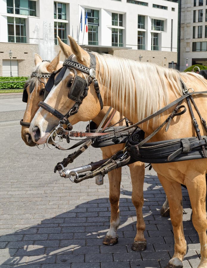 Pair of horses in harness stock photo. Image of standing - 75356774