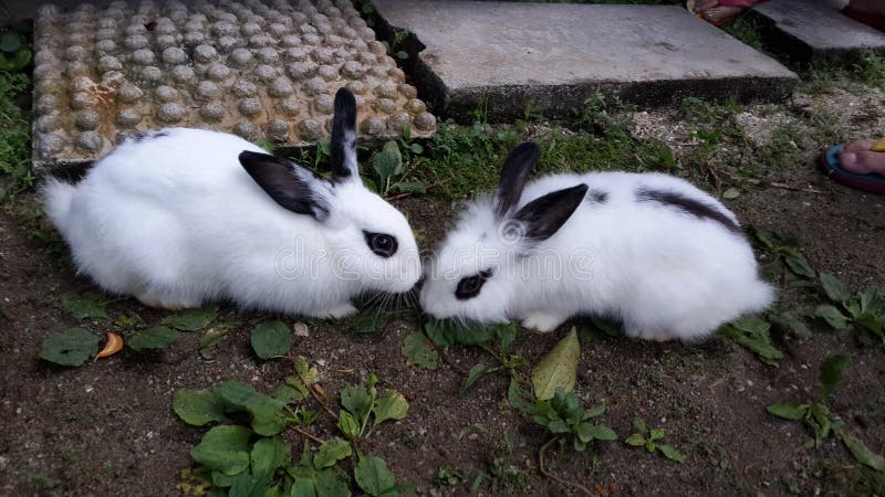 A pair of Hotot bunny editorial stock image. Image of wildlife - 69758079