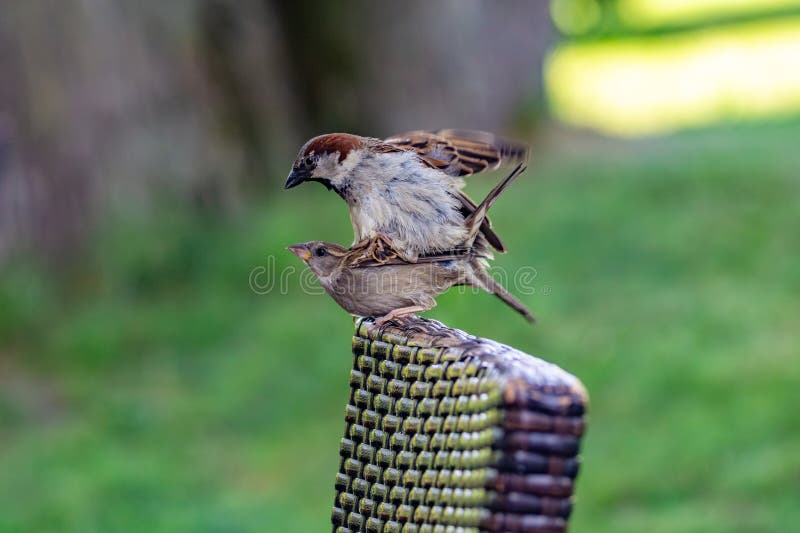 House Sparrows Mating on a Chair Stock Image - Image of green, fauna ...