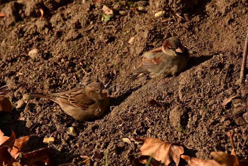 A pair of house sparrows stock image. Image of park, bird - 82357771
