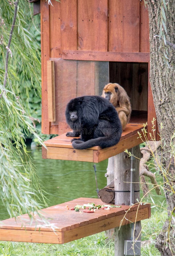 Monkey Porch Raccoon Stock Photos - Free & Royalty-Free Stock Photos ...