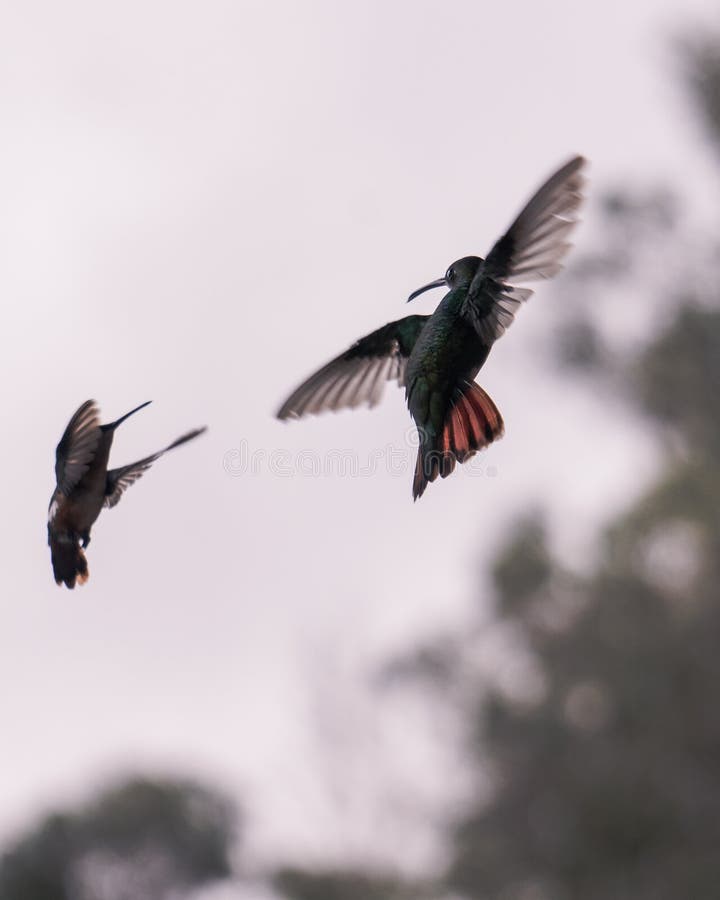 A Pair of Hummingbirds Flying Stock Image - Image of sparrow, territory ...