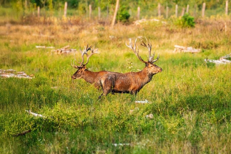 Two Majestic Deer Standing in a Lush Green Landscape Stock Photo ...