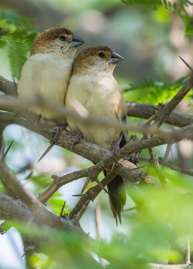A Pair of Indian Silverbill Bird Resting on a Tree Branch Stock Image ...